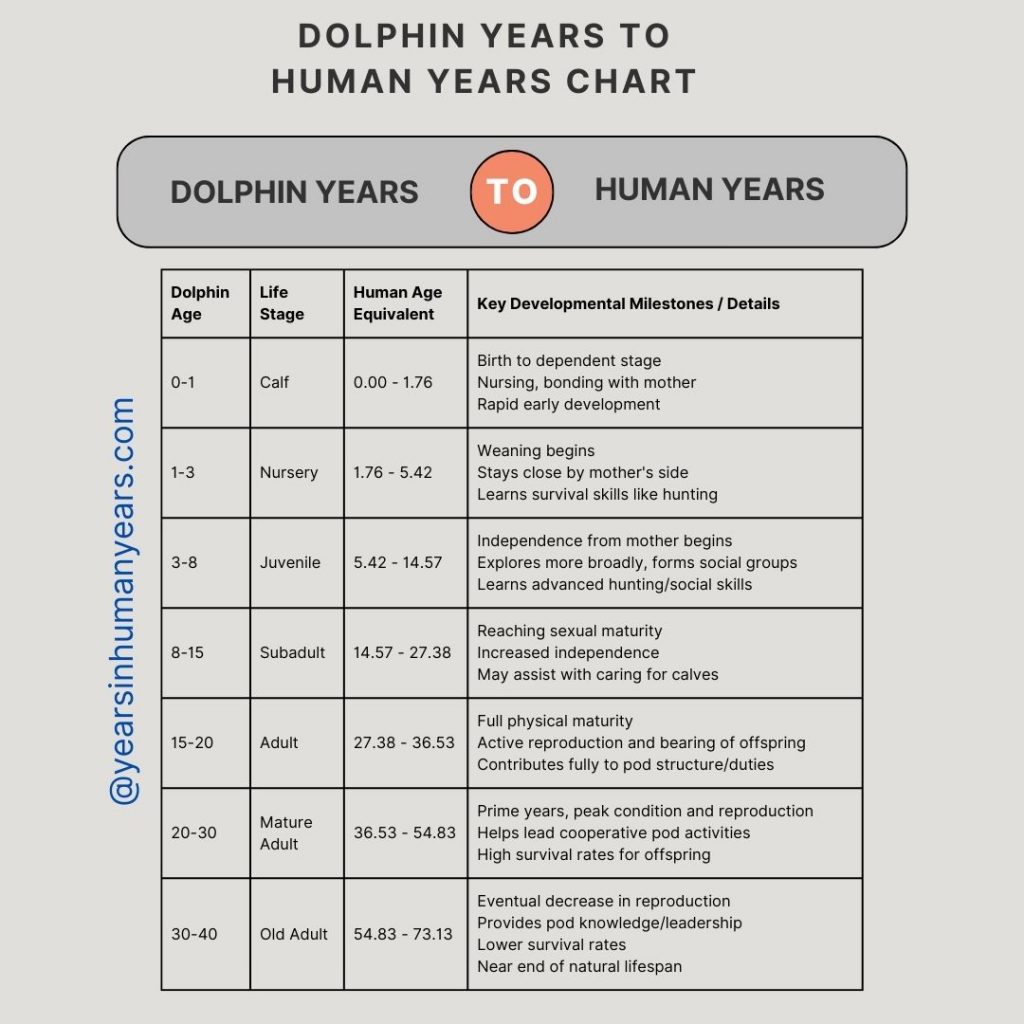 Dolphin Years to Human Years (Dolphin Age Calculator) - YIHY