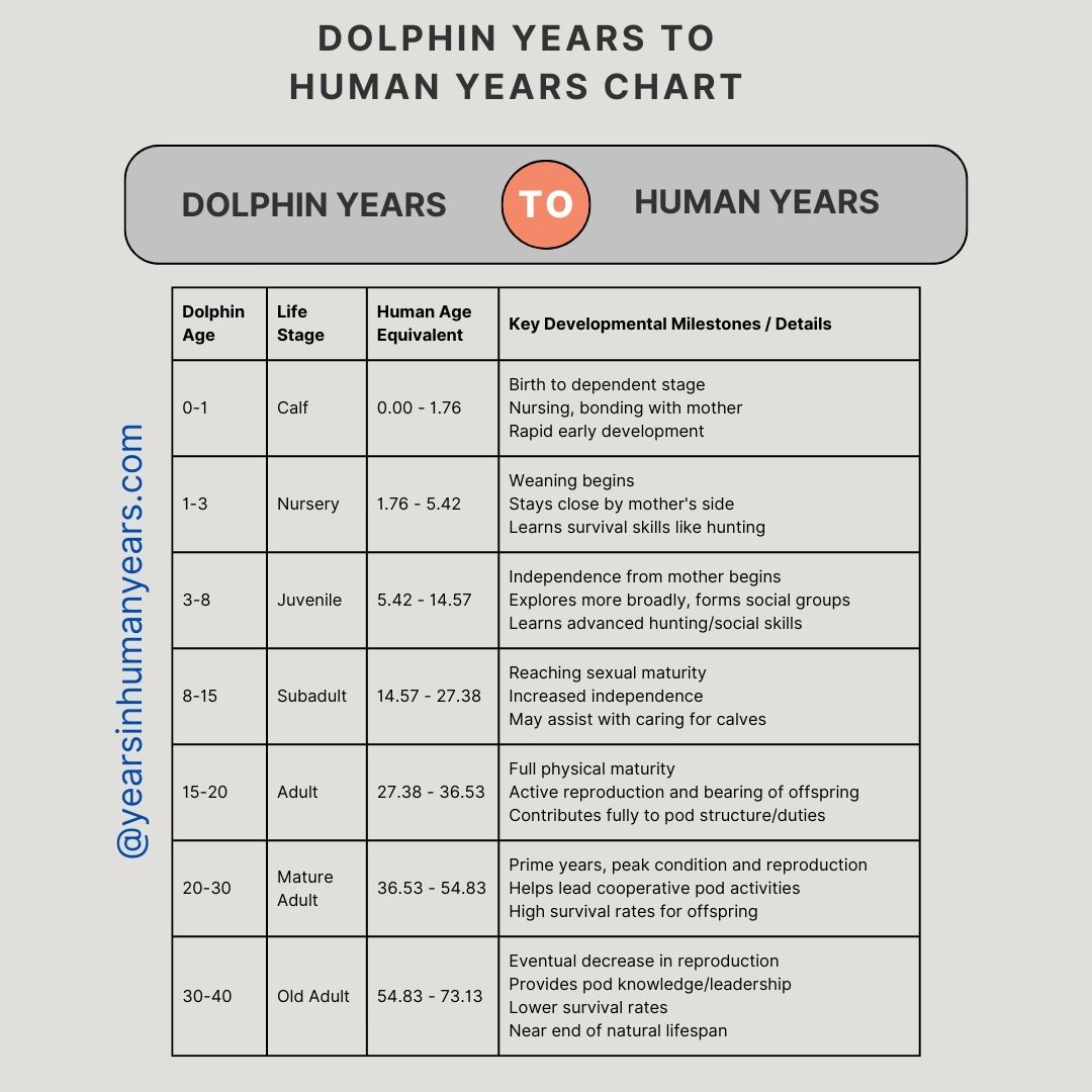 Dolphin Years to Human Years (Dolphin Age Calculator) - YIHY