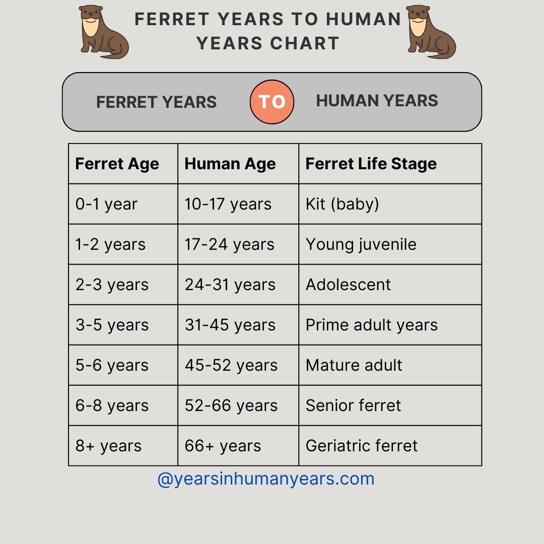 Ferret Years to Human Years - Ferret Lifespan in Human Years - YIHY