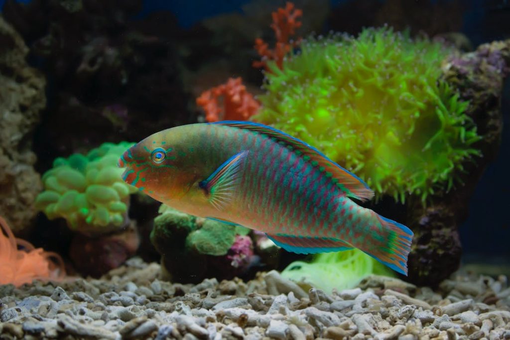 Best 15 Fish That Eat Algae In Tank and Ponds - What Fish Eat Algae - YIHY