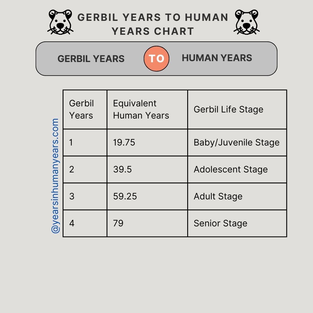 Gerbil Years To Human Years (Calculator, Age, Chart) - YIHY