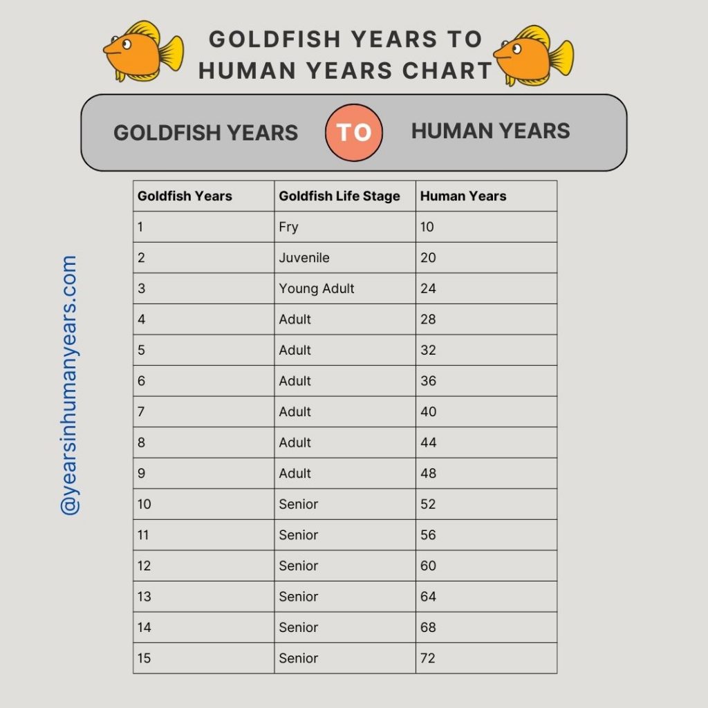 Goldfish Years to Human Years (Calculator, Chat, Age) - YIHY