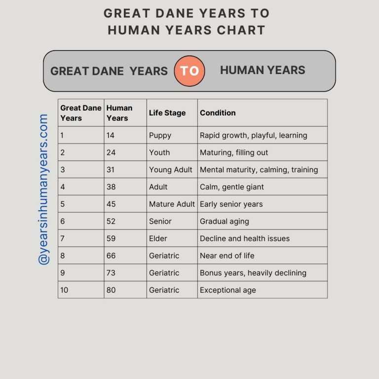 Great Dane Years to Human Years (Age in Human Years) - YIHY