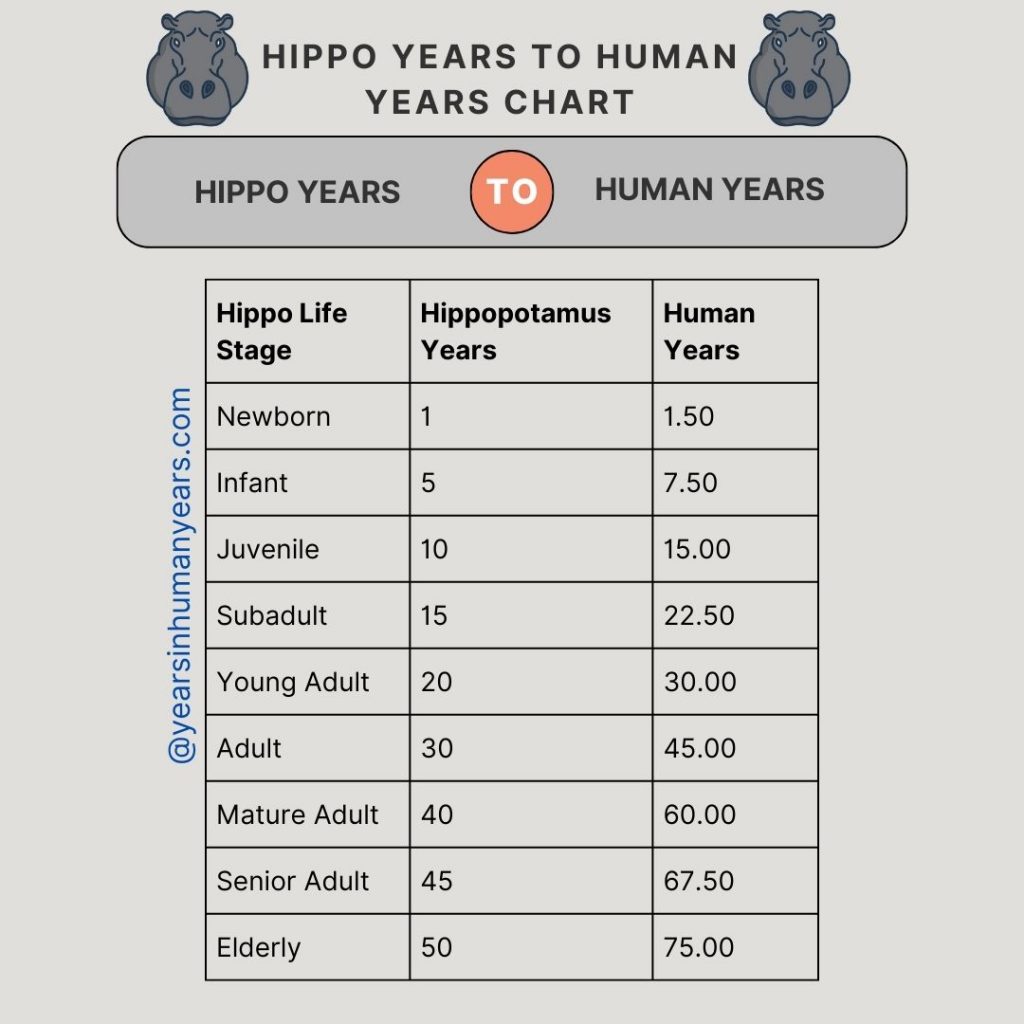 Hippopotamus Years To Human Years (Hippo Lifespan in Human Years) - YIHY