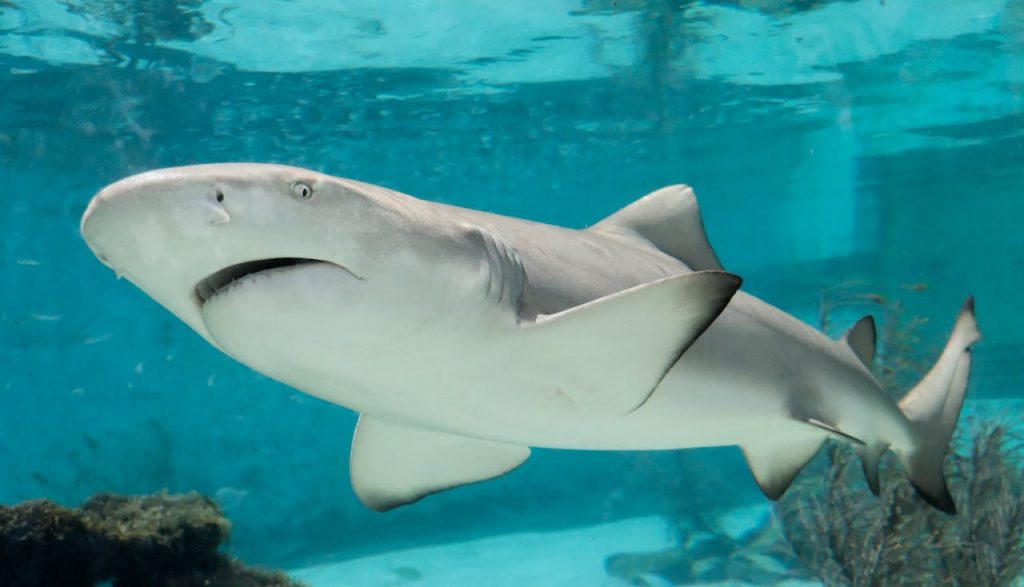 Shark Years to Human Years - Shark Age Calculator - YIHY