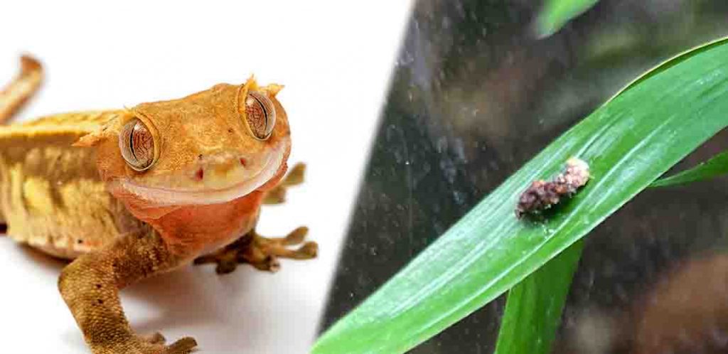 How Often Do Leopard Geckos Poop? The answer may surprise you! - YIHY