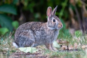 Rabbit Color Calculator - Rabbit Color Genetics - YIHY