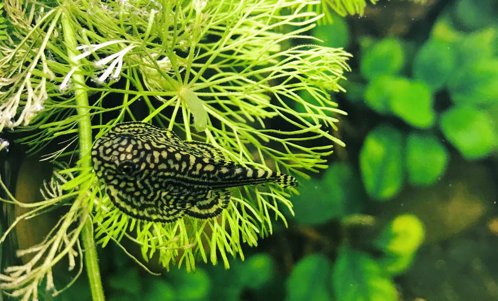 Best 15 Fish That Eat Algae In Tank and Ponds - What Fish Eat Algae - YIHY