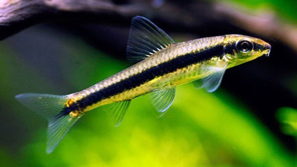 Best 15 Fish That Eat Algae In Tank and Ponds - What Fish Eat Algae - YIHY