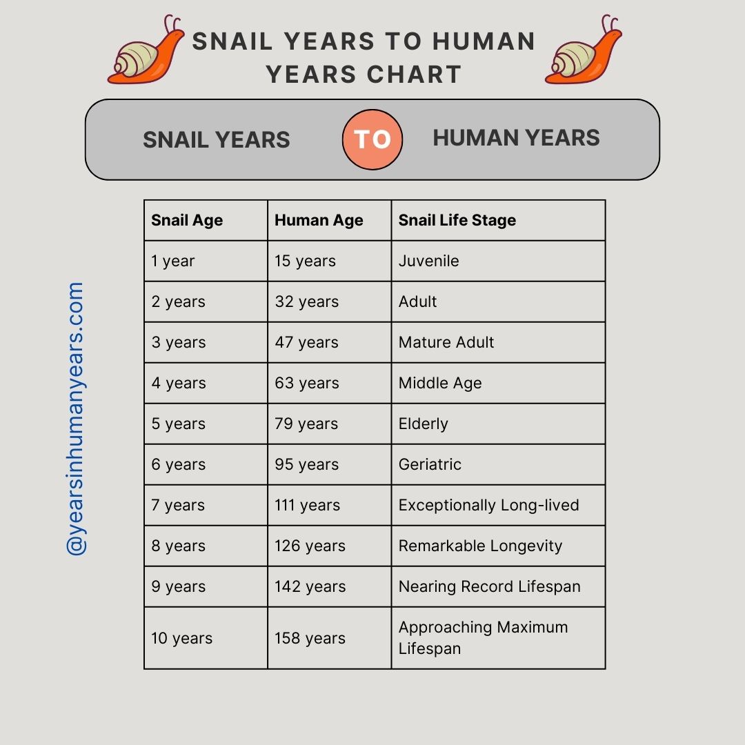 Snail Years to Human Years (Calculator, Chart, Age) - YIHY