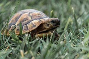Tortoise Years to Human Years Age Calculator - How Old is Your Tortoise ...