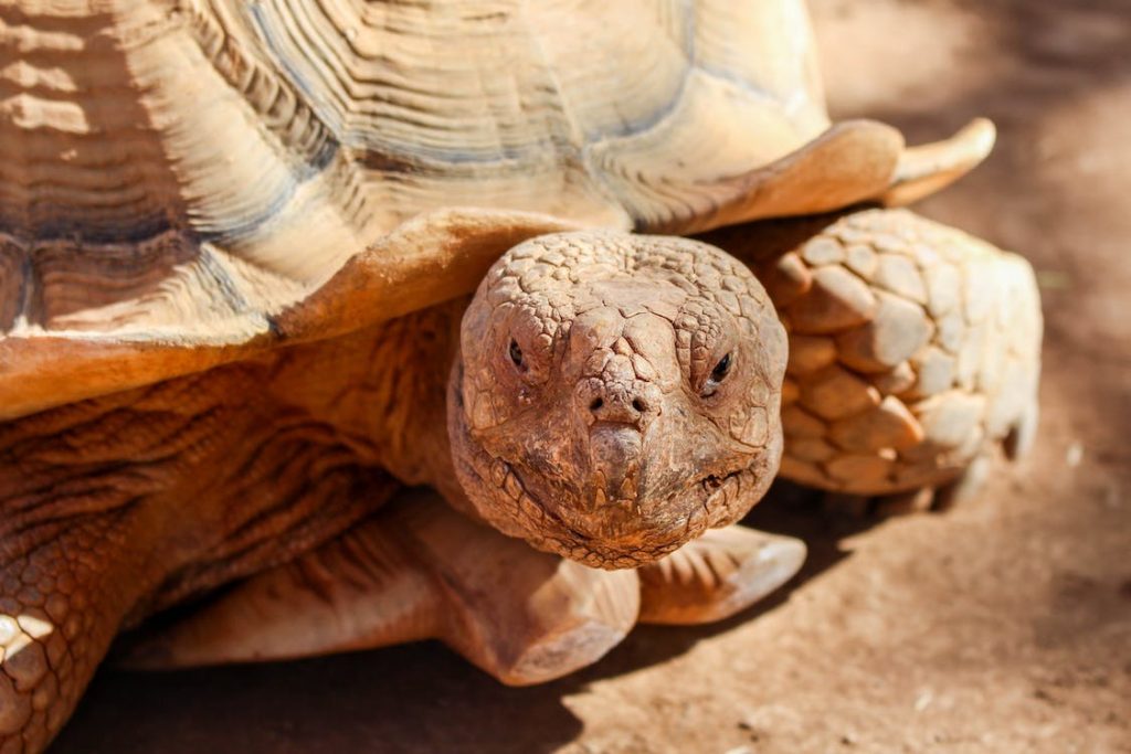 Tortoise Years to Human Years Age Calculator - How Old is Your Tortoise ...