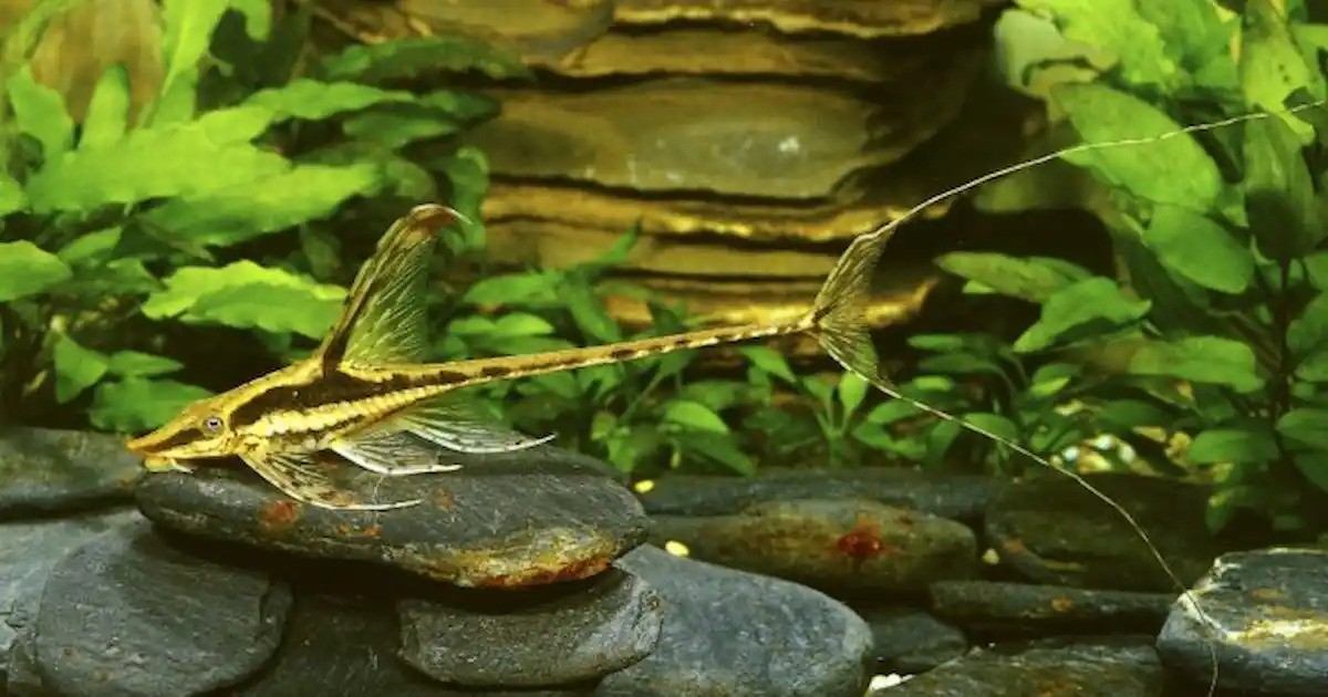 Best 15 Fish That Eat Algae In Tank and Ponds - What Fish Eat Algae - YIHY