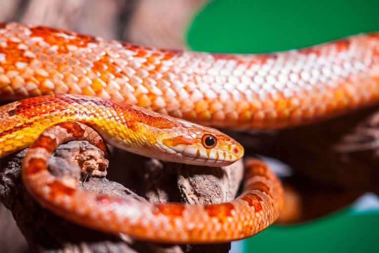 What Do Corn Snakes Eat - What Can Corn Snake Eat and How Often - YIHY