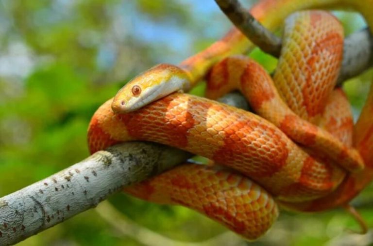 What Do Corn Snakes Eat - What Can Corn Snake Eat and How Often - YIHY