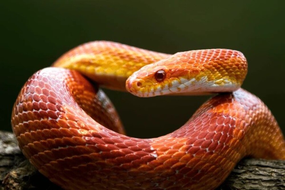 What Do Corn Snakes Eat - What Can Corn Snake Eat and How Often - YIHY