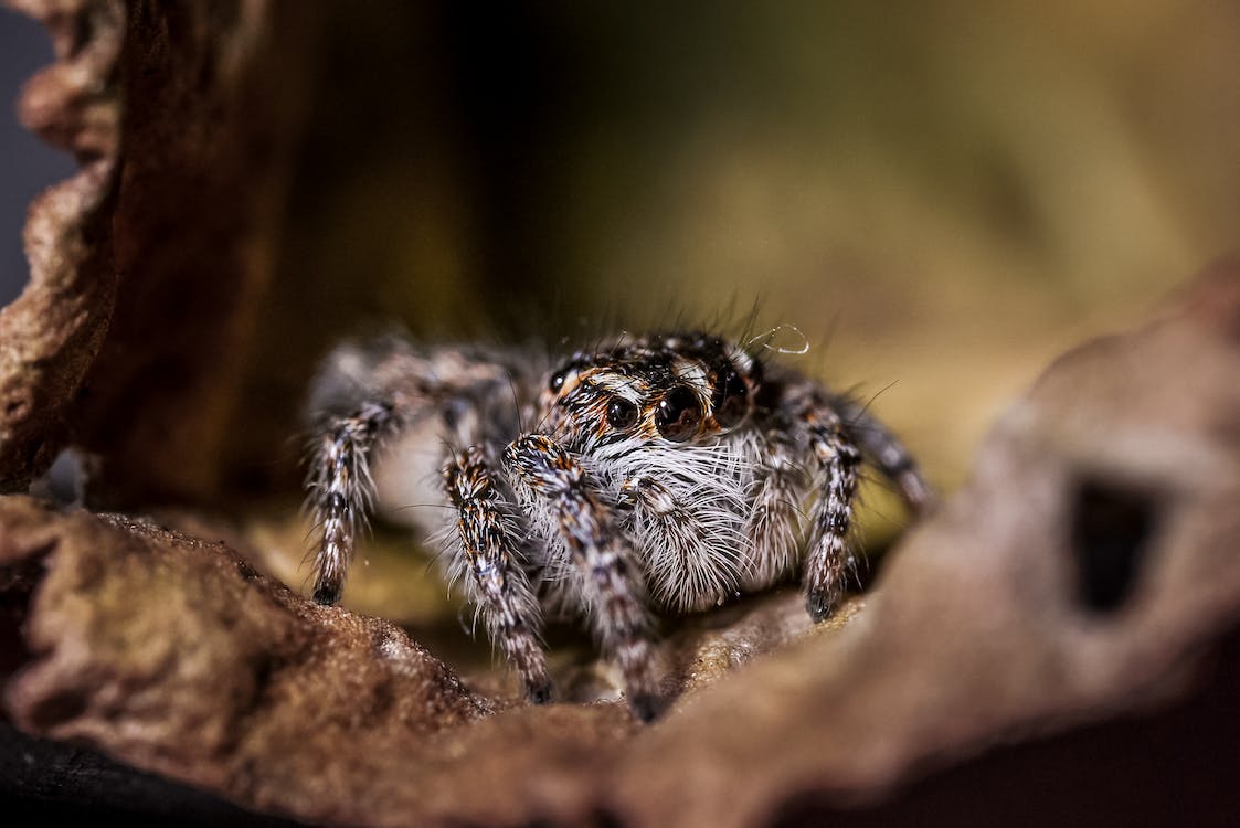 Do Jumping Spiders Bite - Is it Poisonous or Dangerous - YIHY