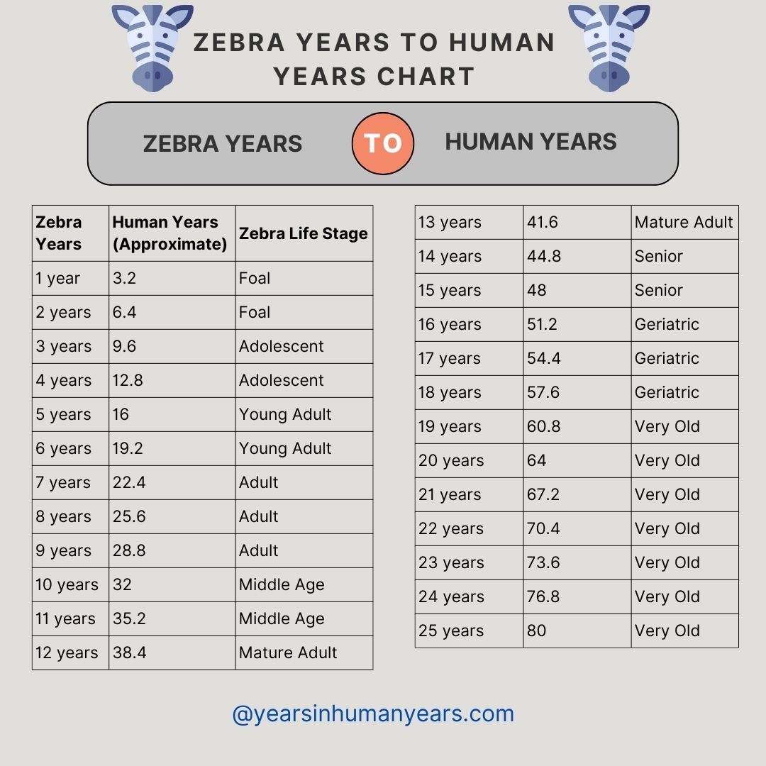 Zebra Years to Human Years (Calculator, Chart, Age) - YIHY