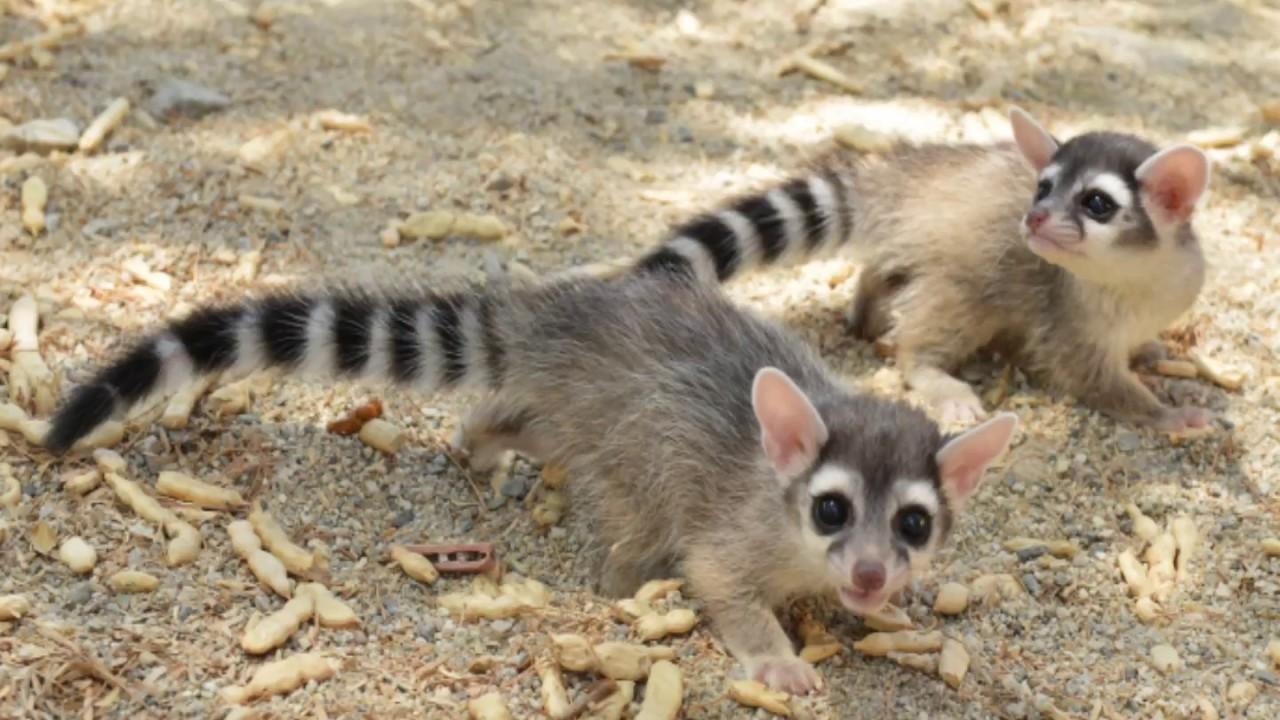 Top 20 Animals Similar to Raccoons (With Pictures) - YIHY