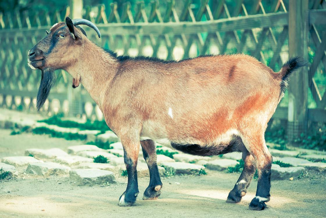 Goat Gestation Calculator - Pregnancy Calculator - YIHY