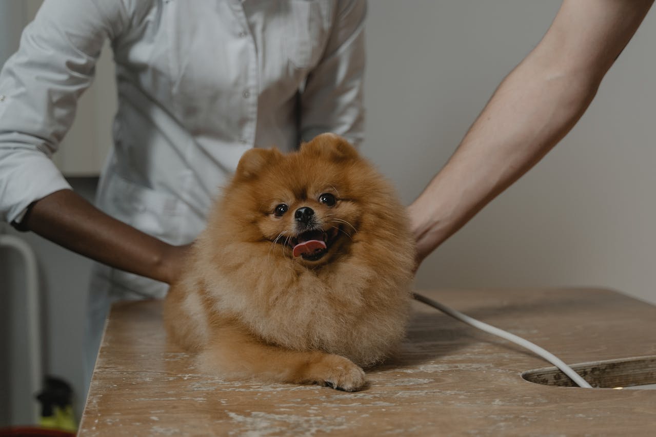 7 Pomeranian Behavior (Why Pomeranians Are the Worst Dogs) - YIHY