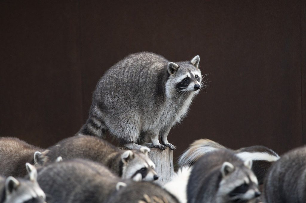 Top 5 Raccoon Behavior Characteristics - Habitat, Diet, Social Behavior ...