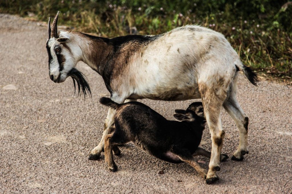 Goat Gestation Calculator - Pregnancy Calculator - YIHY