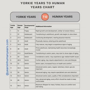 Yorkie Years to Human Years (How Long Do Yorkies Live in Human Years ...