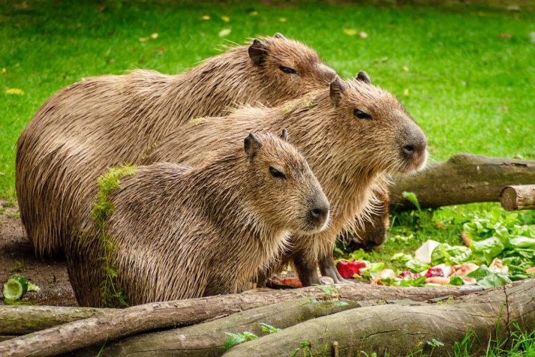 Can You Own a Capybara in Texas? Are Capybaras Legal - YIHY